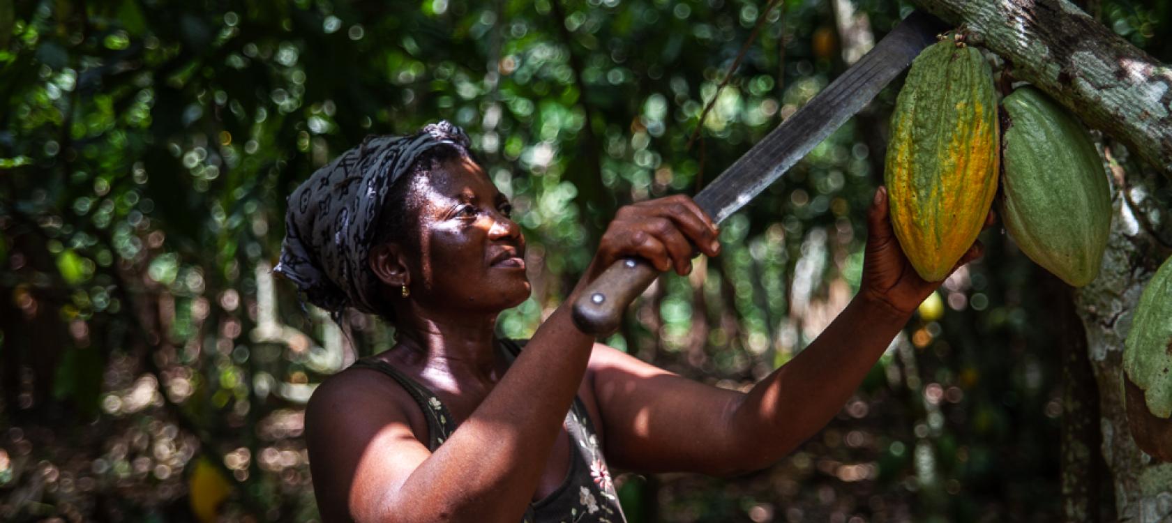 Côte d’Ivoire : quel mécanisme fiscal pour une filière cacao zéro déforestation ? - Commerce ...